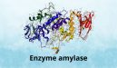 Sức mạnh của Enzyme Amylase - Ứng dụng của enzyme amylase trong công ...